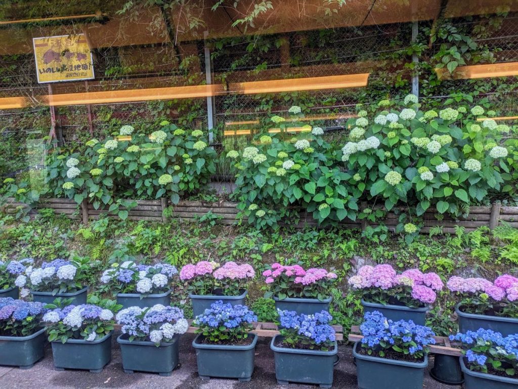 Japan 2024 – The Hydrangea Train – Cervo Wanderlust